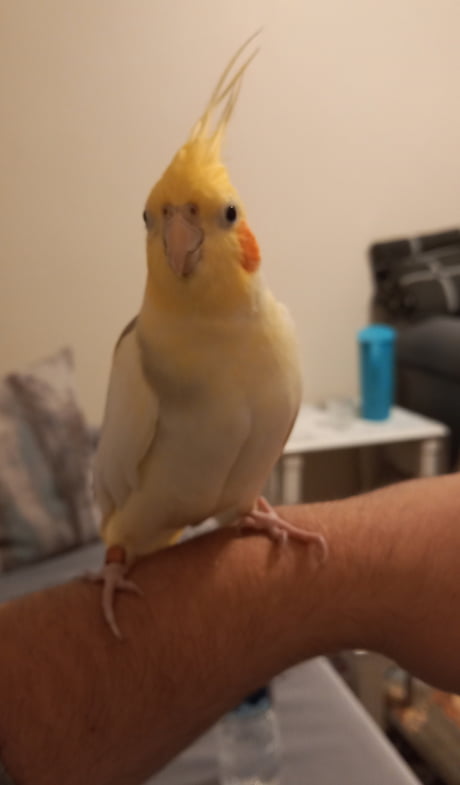 Best Funny cockatiel Memes - 9GAG