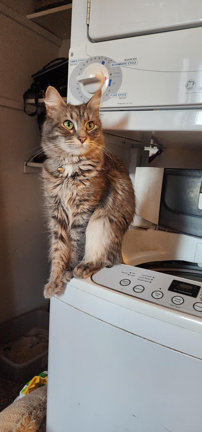 My cutie kitty - 9GAG