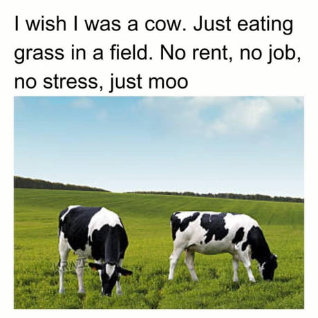 Best Funny cow Memes - 9GAG