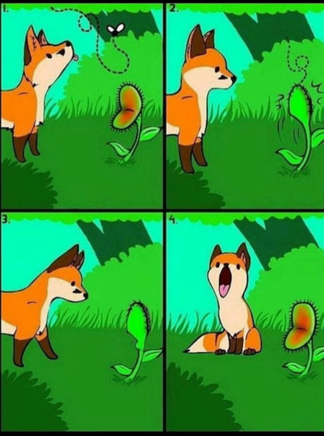 Best Funny fox Memes - 9GAG