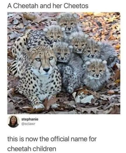 Chee Family - 9GAG