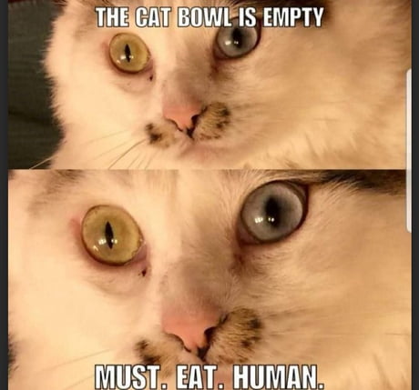 Best Funny hooman Memes - 9GAG