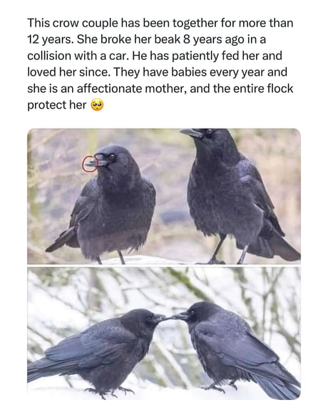 Best Funny crows Memes - 9GAG