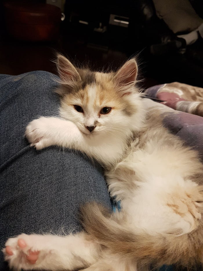 Hey Dorks! Meet Mimsie! - 9GAG