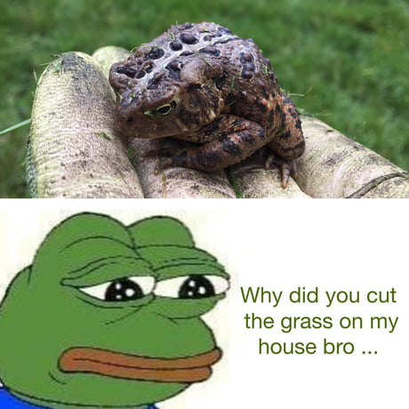 Sad Toad Memes