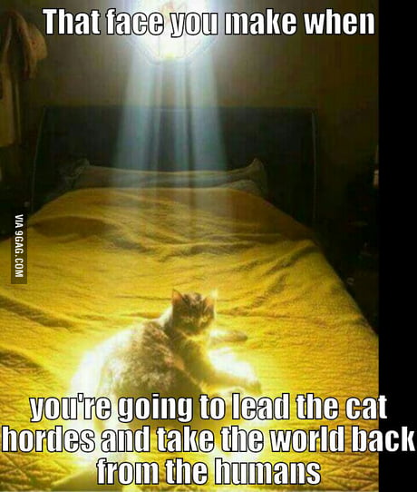 Cat Overlord Memes