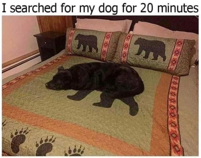 I searched for my dog for 20 minutes - 9GAG