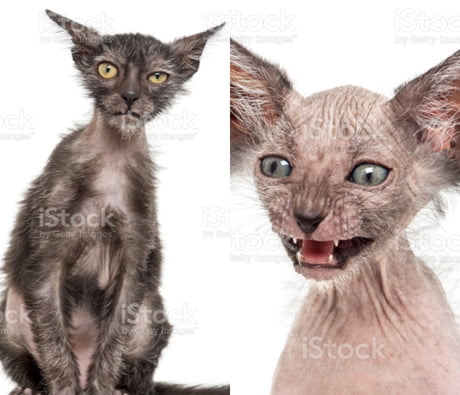 Werewolf Cat Memes Unsettled Tom Meme Template — Kapwing