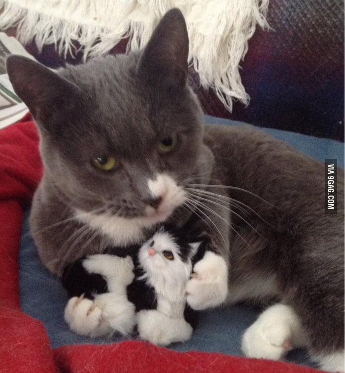 It's my kitten! - 9GAG