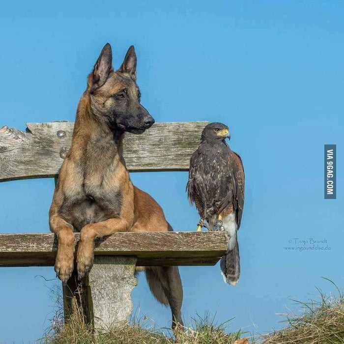 Perfect security team - 9GAG