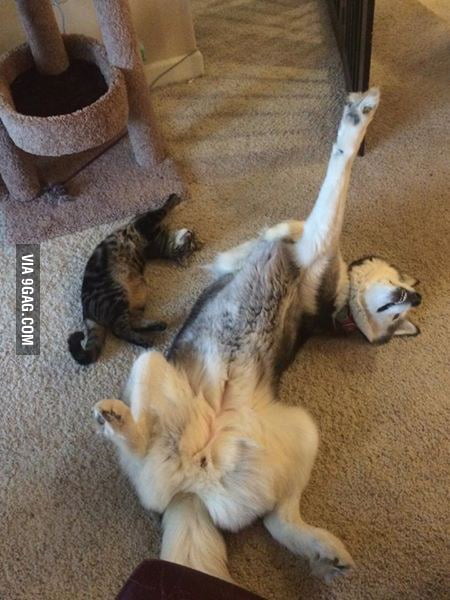 Two synchronized siblings - 9GAG