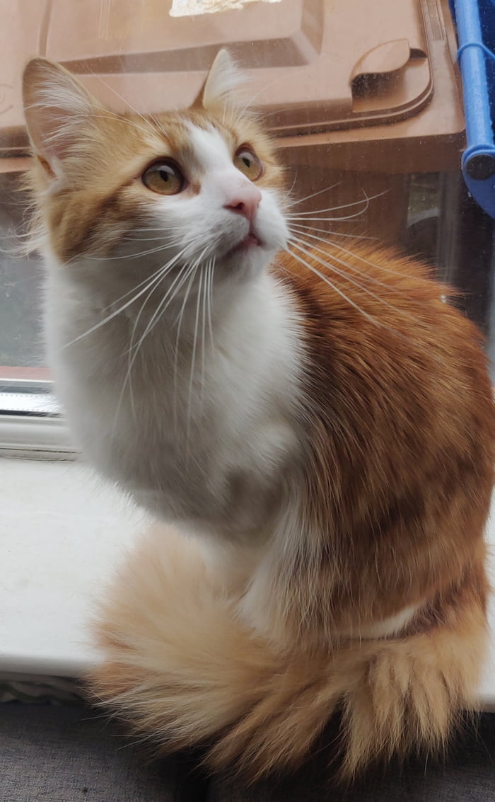 Cheebs wants to see what other orange cats are here on 9gag.. let's see them! - 9GAG