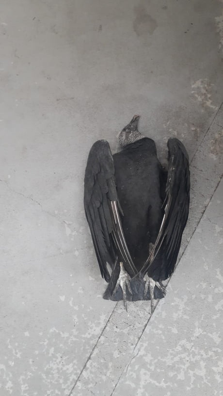 Best Funny vulture Memes - 9GAG