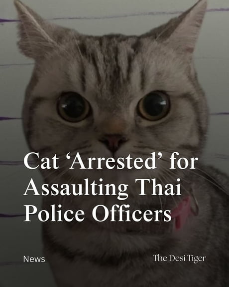 Attractive Mugshot Memes Critiquing Famous Mugshots | PhotoShelter