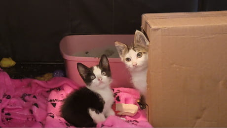 Best Funny dingus Memes - 9GAG