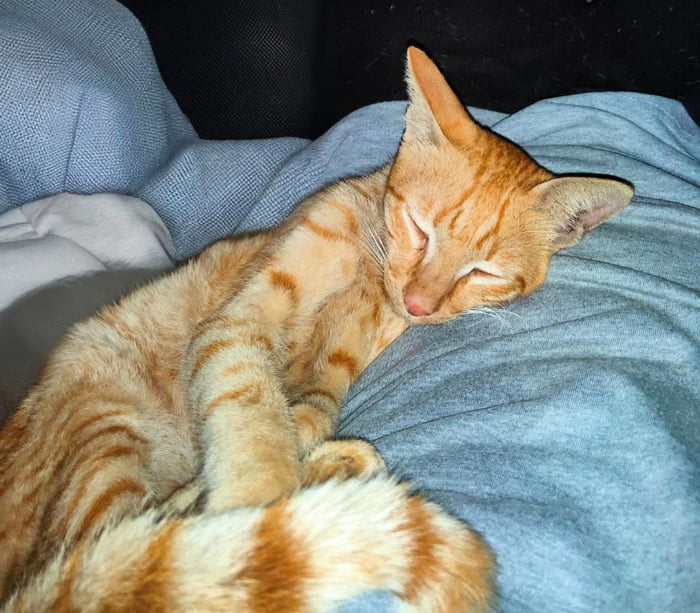 This was within an hour of me finding him - 9GAG