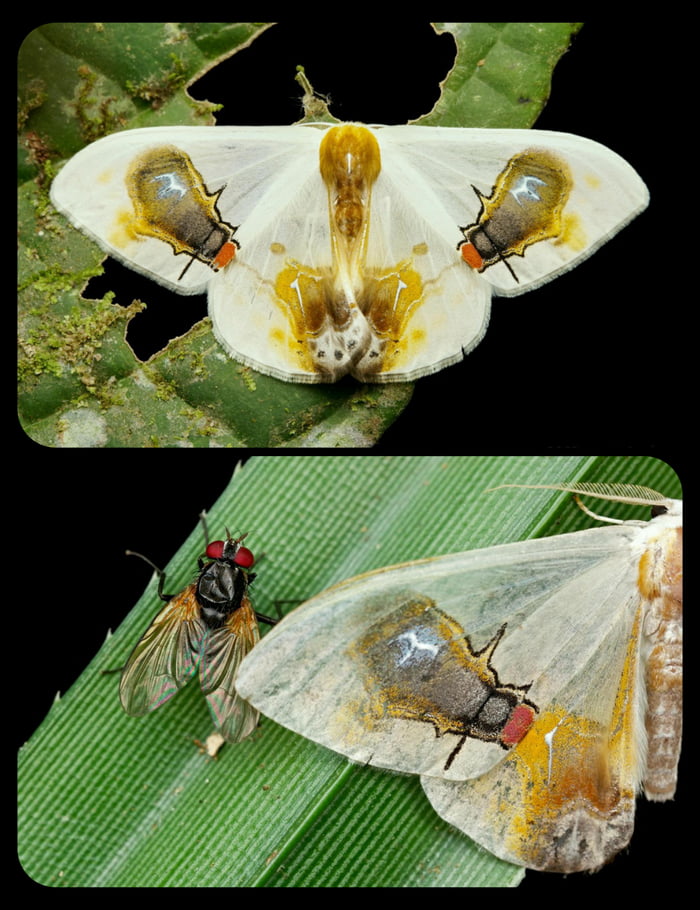 Macrocilix maia: these moths have a wing pattern that deters predators ...