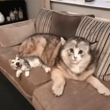 Best Funny cato Memes - 9GAG