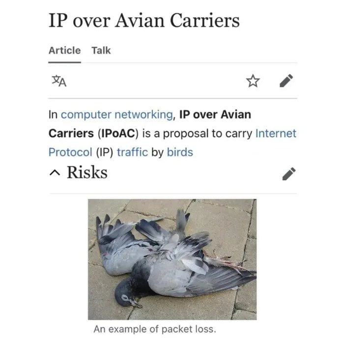 In 2009, a pigeon named Winston transferred data faster than a South African Internet Service ...