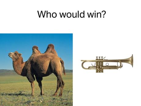 Best Funny camel Memes - 9GAG