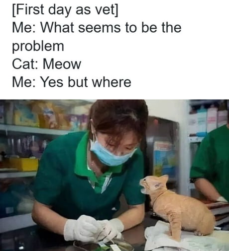 Best Funny meow Memes - 9GAG