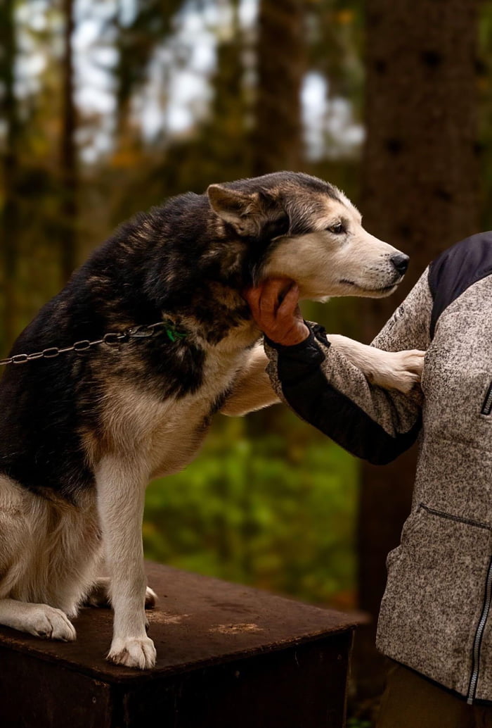 This is how an alpha husky in a pro-sledding teams looks like. He is ...