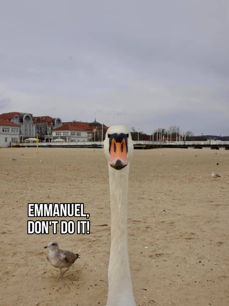 Best Funny emmanuel Memes - 9GAG
