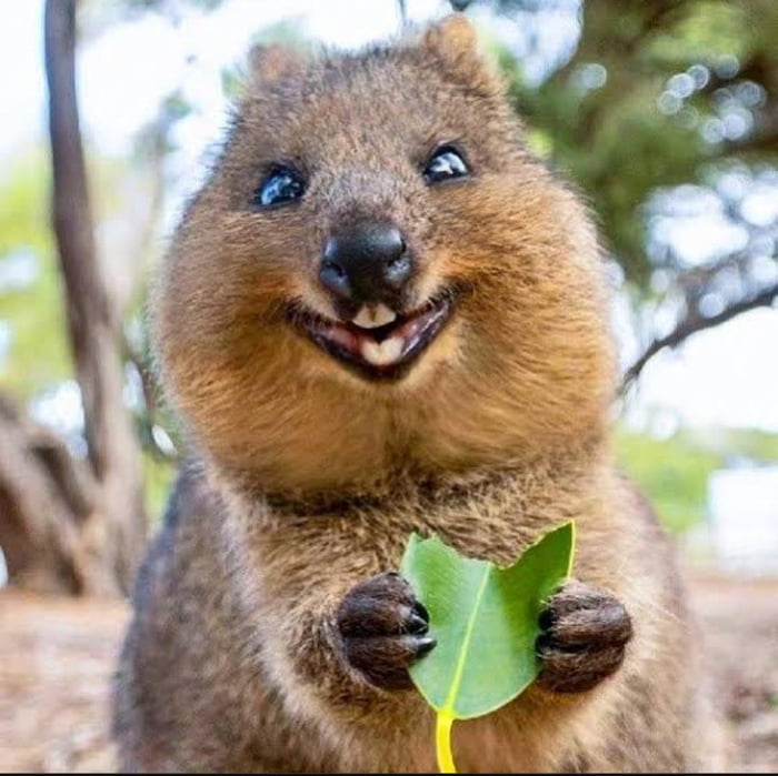 Such a cute little guy - 9GAG