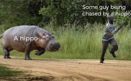 Best Funny hippo Memes - 9GAG