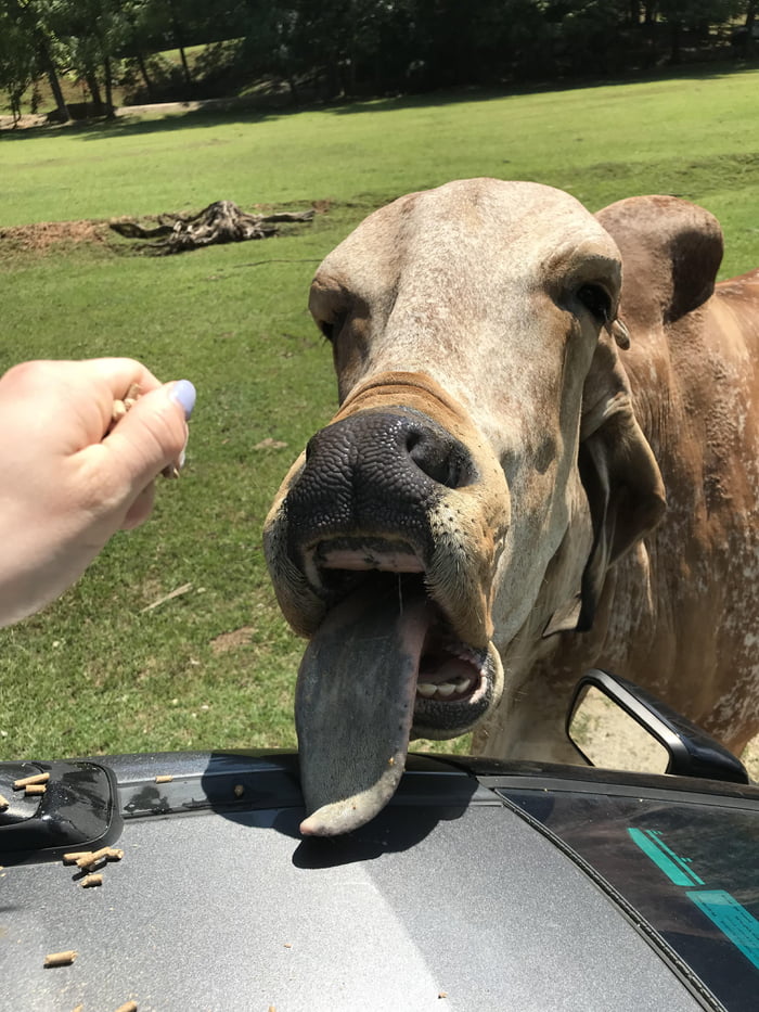 This big cow derp - 9GAG