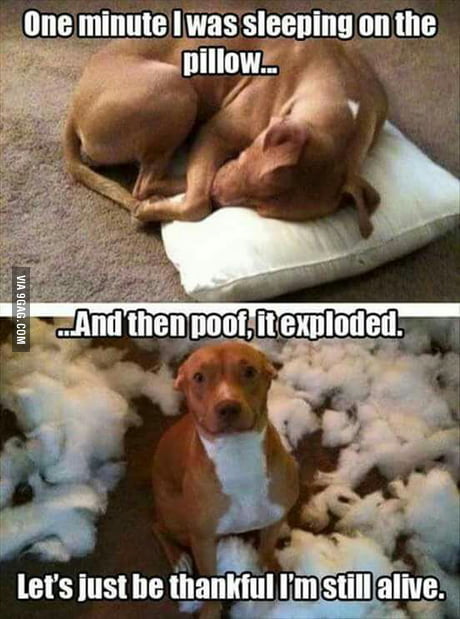 Dog Logic Meme