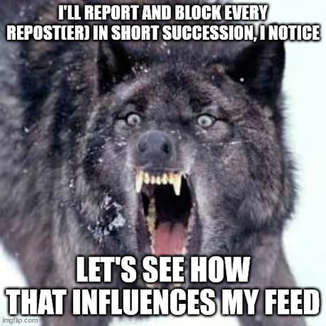 Best Funny wolf Memes - 9GAG