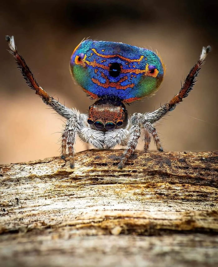 Amazing colors of jumping spider - 9GAG