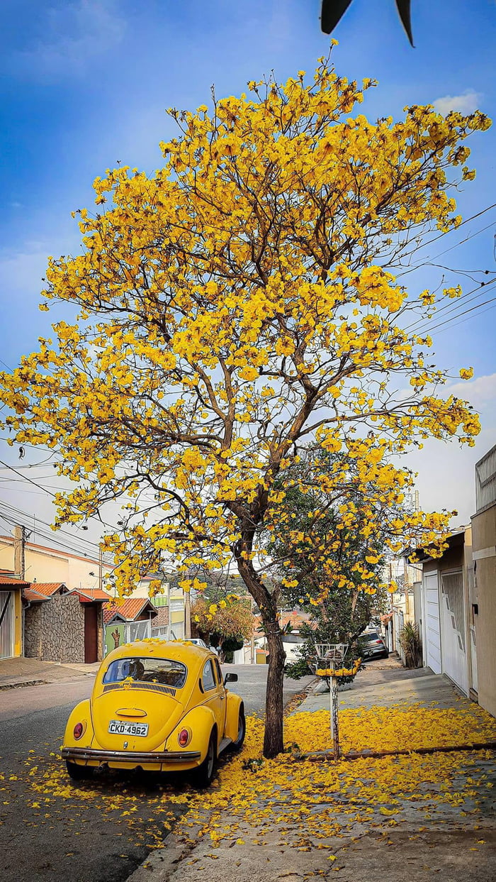 Lapacho tree in bloom season - 9GAG