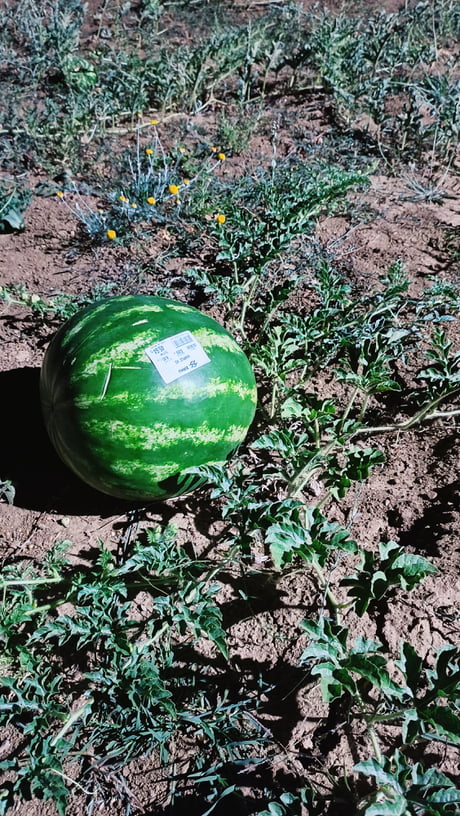 Best Funny melons Memes - 9GAG