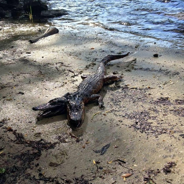 This two-headed alligator - 9GAG