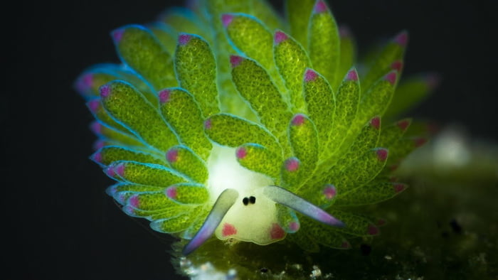 Have you ever seen a leaf sheep sea slug? - 9GAG