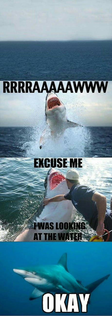 Best Funny sharko Memes - 9GAG