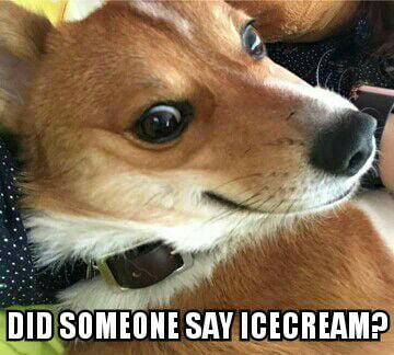Wow Corgi Meme