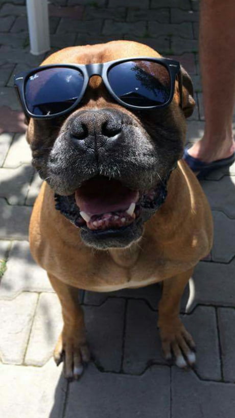 Ridiculously Photogenic Dog