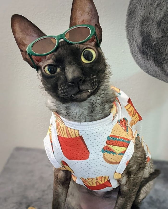 Meet Pixel, A Cornish Rex That Has A Goofy Smile - 9GAG