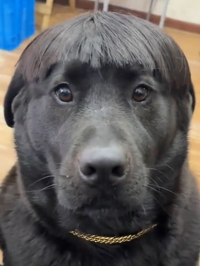 Dumb and dumber's lab - 9GAG