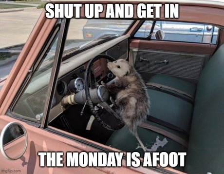 Best Funny possum Memes - 9GAG