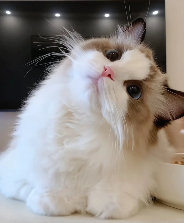 Look at this cutie - 9GAG