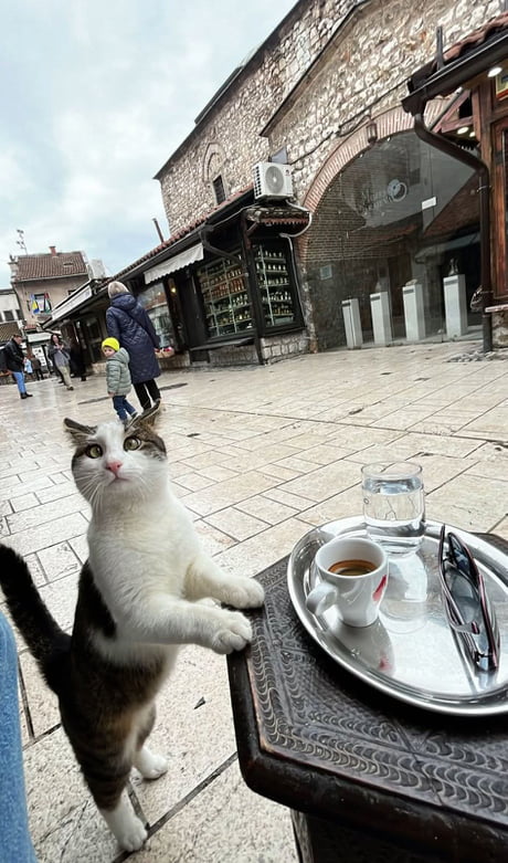 Best Funny bosnia Memes - 9GAG