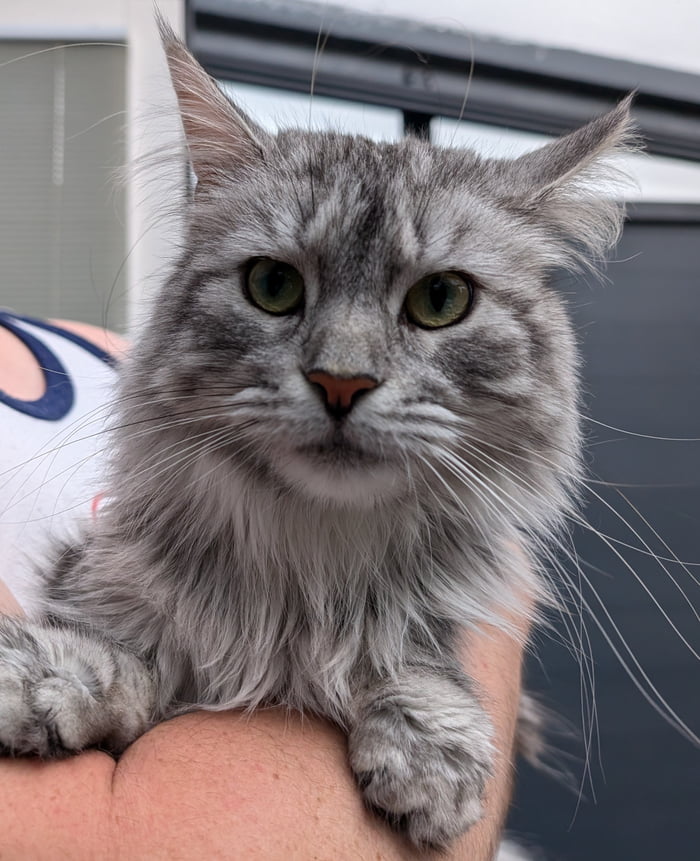 We still posting cats? I gotta good one - 9GAG