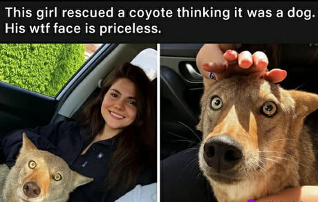 Best Funny coyote Memes - 9GAG