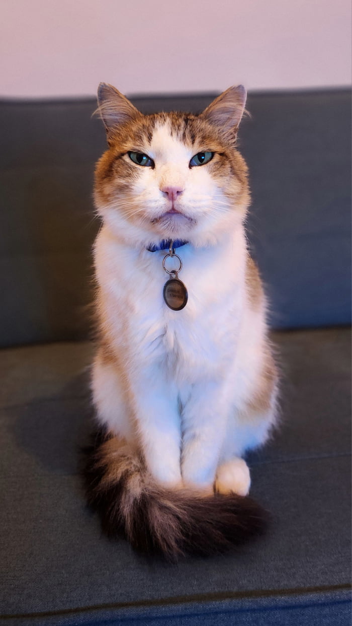 Lord Charles Chonk Le Meow Floofytoes the Third - 9GAG
