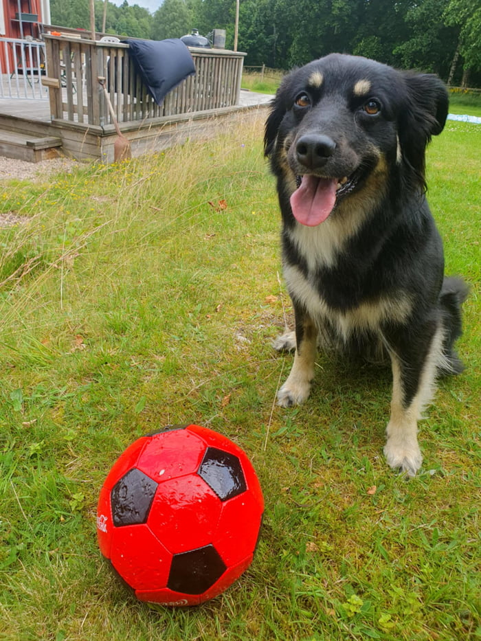 My doggo Ellie with (not) her red ball of fortune. Tap it to gain an ...