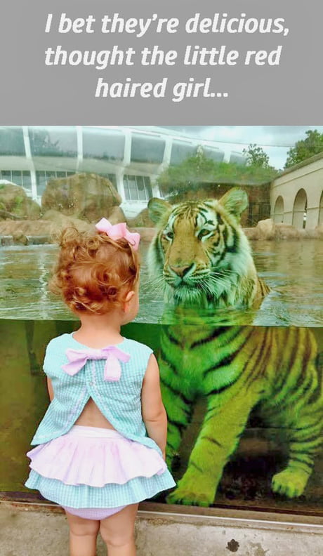 Best Funny tiger Memes - 9GAG